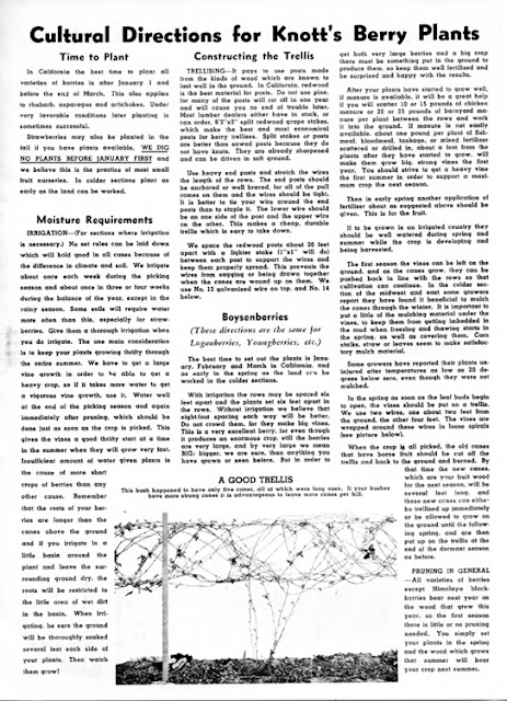 Knott's In Print: How To Grow Boysenberries