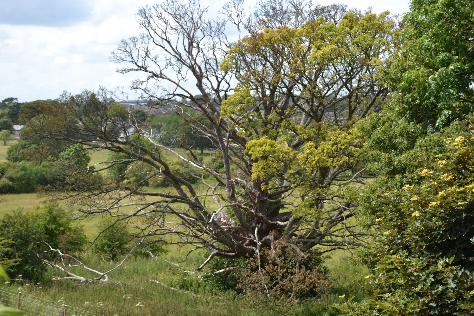 Walks among Flowers: Buckinghamshire: Wendover Woods to Tring (N ...