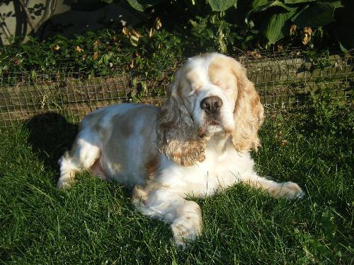 Daisy - Cocker Spaniel