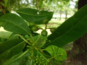 Aun's fotos' corner: The Tembusu Tree