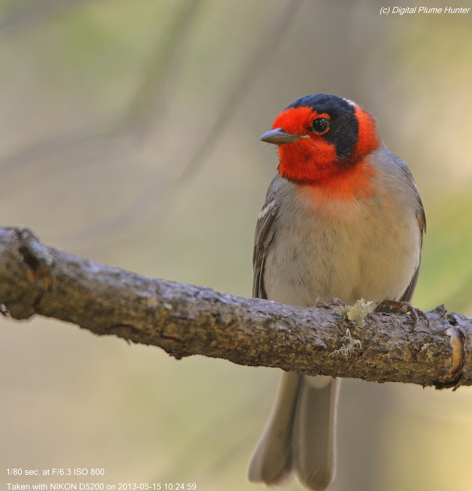 Hunting Digital Plumes in the US and Beyond: The Incredible Red-faced ...
