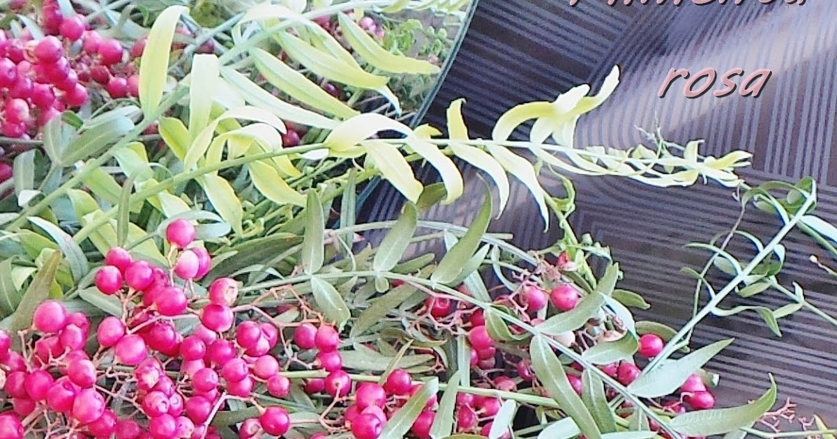 Navegando en mi Cocina: PIMIENTA ROSA