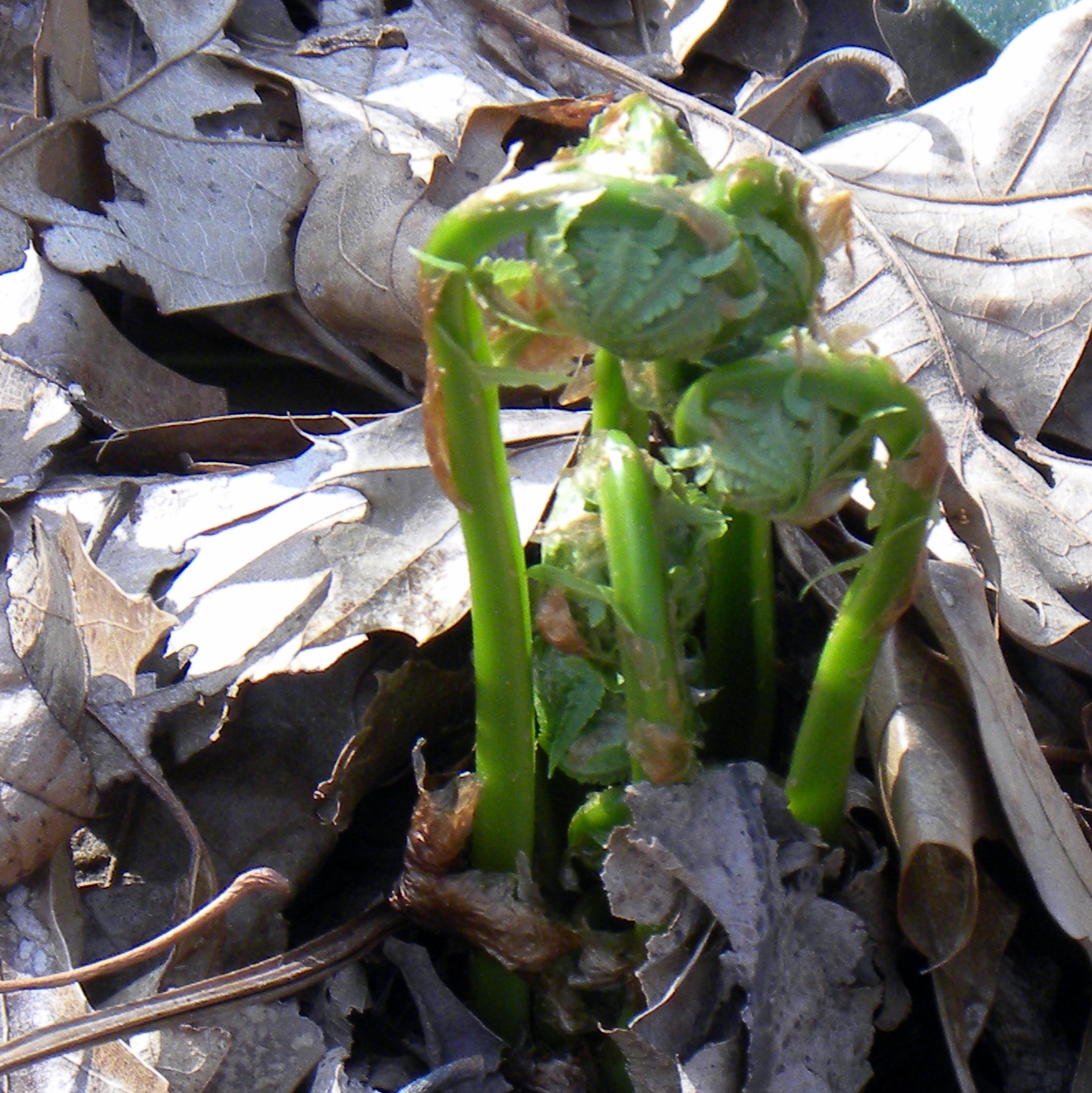 Cook's Cache: Fiddlehead Ferns