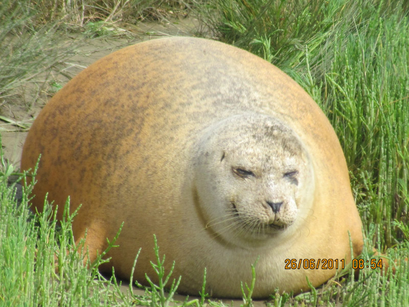 MERSEA WILDLIFE: SLEEPY SEAL