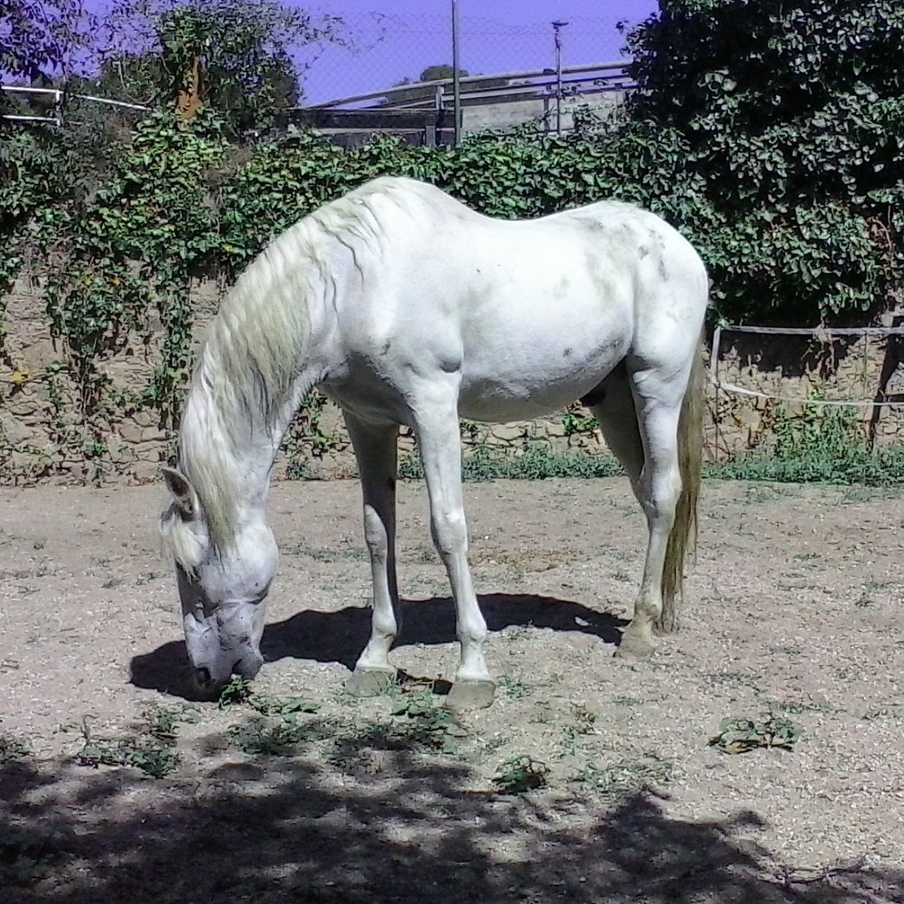 ELS CAVALLS: Alimentació