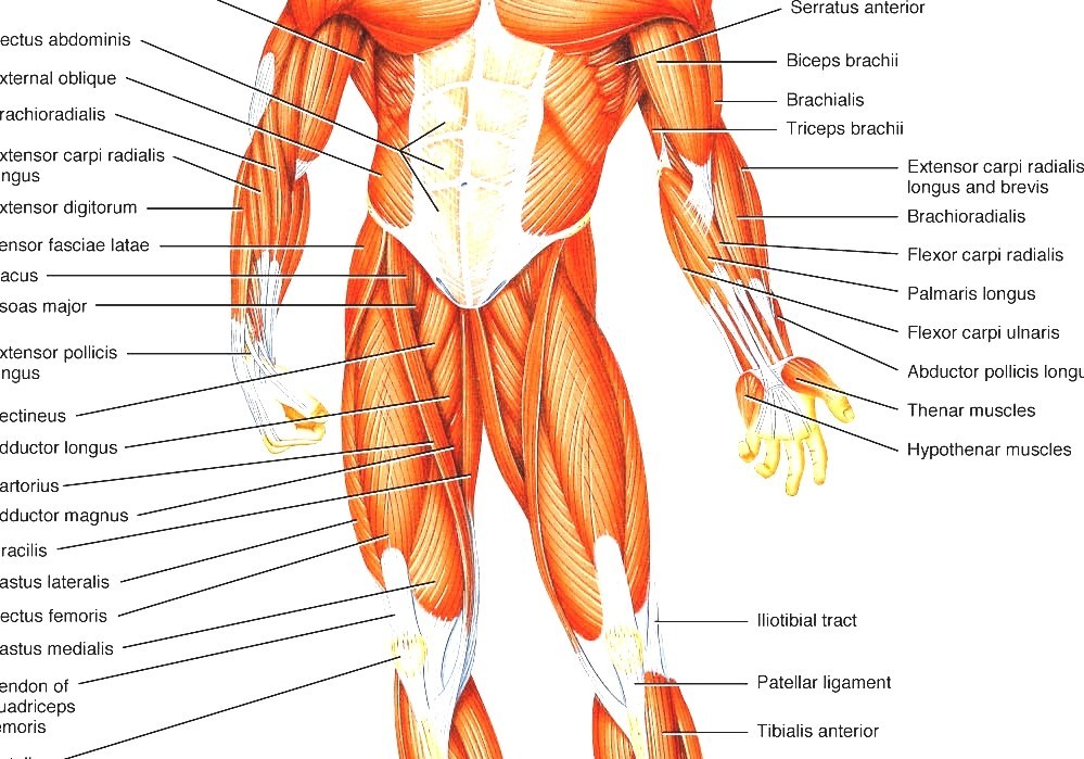 List Of Muscles Of The Human Body Names Of Muscles In The Human Body List Of Muscles Of The Human Body Names Of Muscles In The Human Body