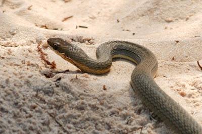 Fantastice: Simbolistica sarpelui