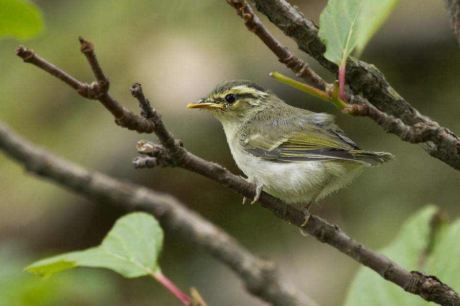 Western crowned warbler - Alchetron, the free social encyclopedia