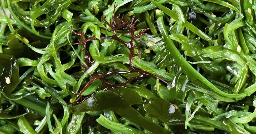 Fresh Seaweed Suppliers Online and Offline - Fresh Seaweed Suppliers ...