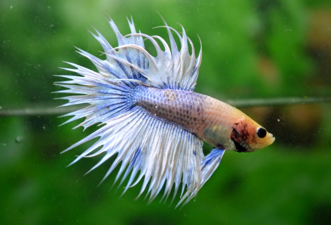 CT136 - Blue Grizzle Crowntail ! ~ Betta 138