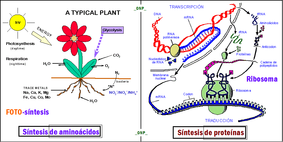 "La síntesis" - ¿Que es síntesis?" - (parte - I ): "La-VIDA nace de la ...