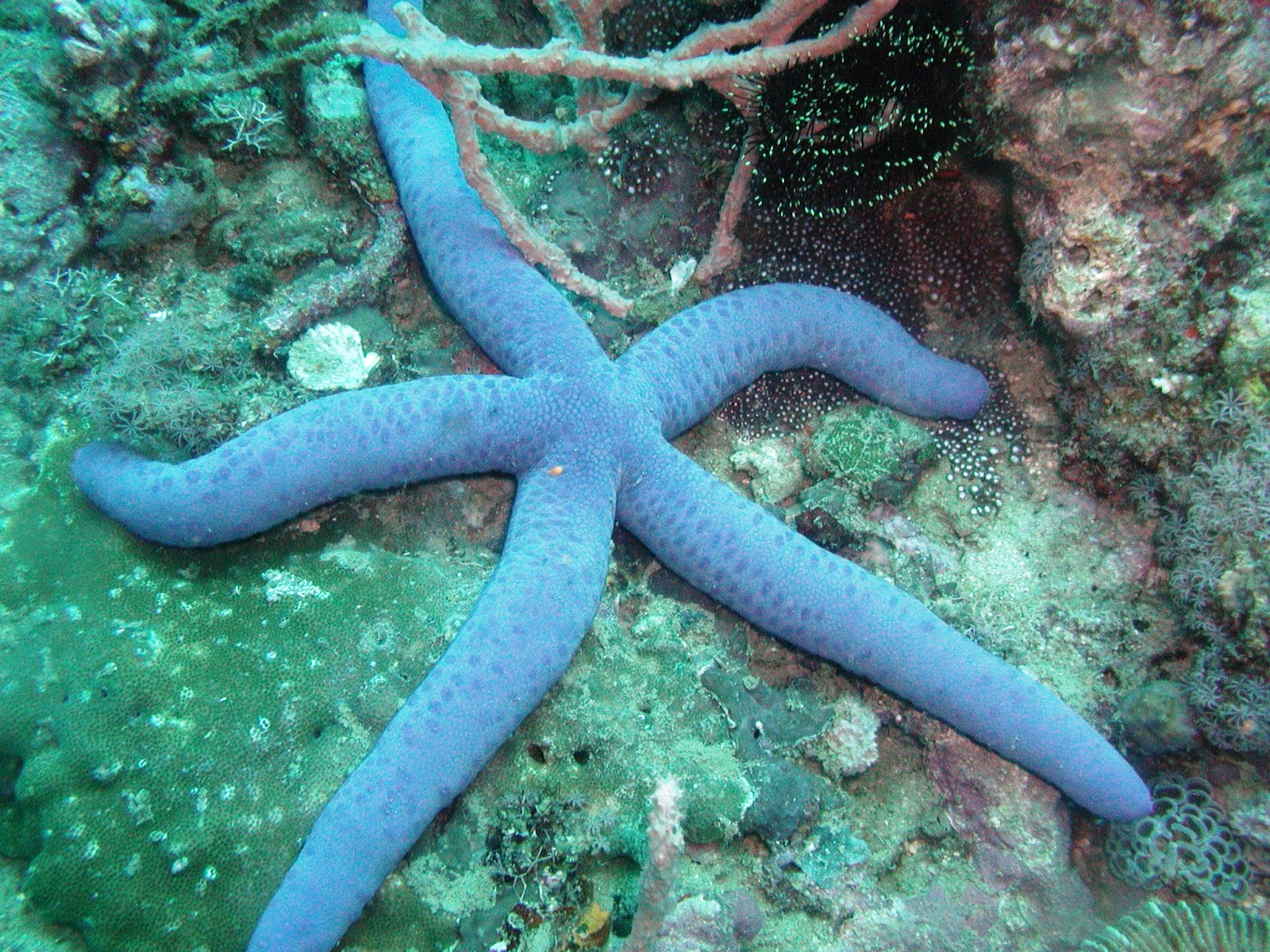 Jess Round the World