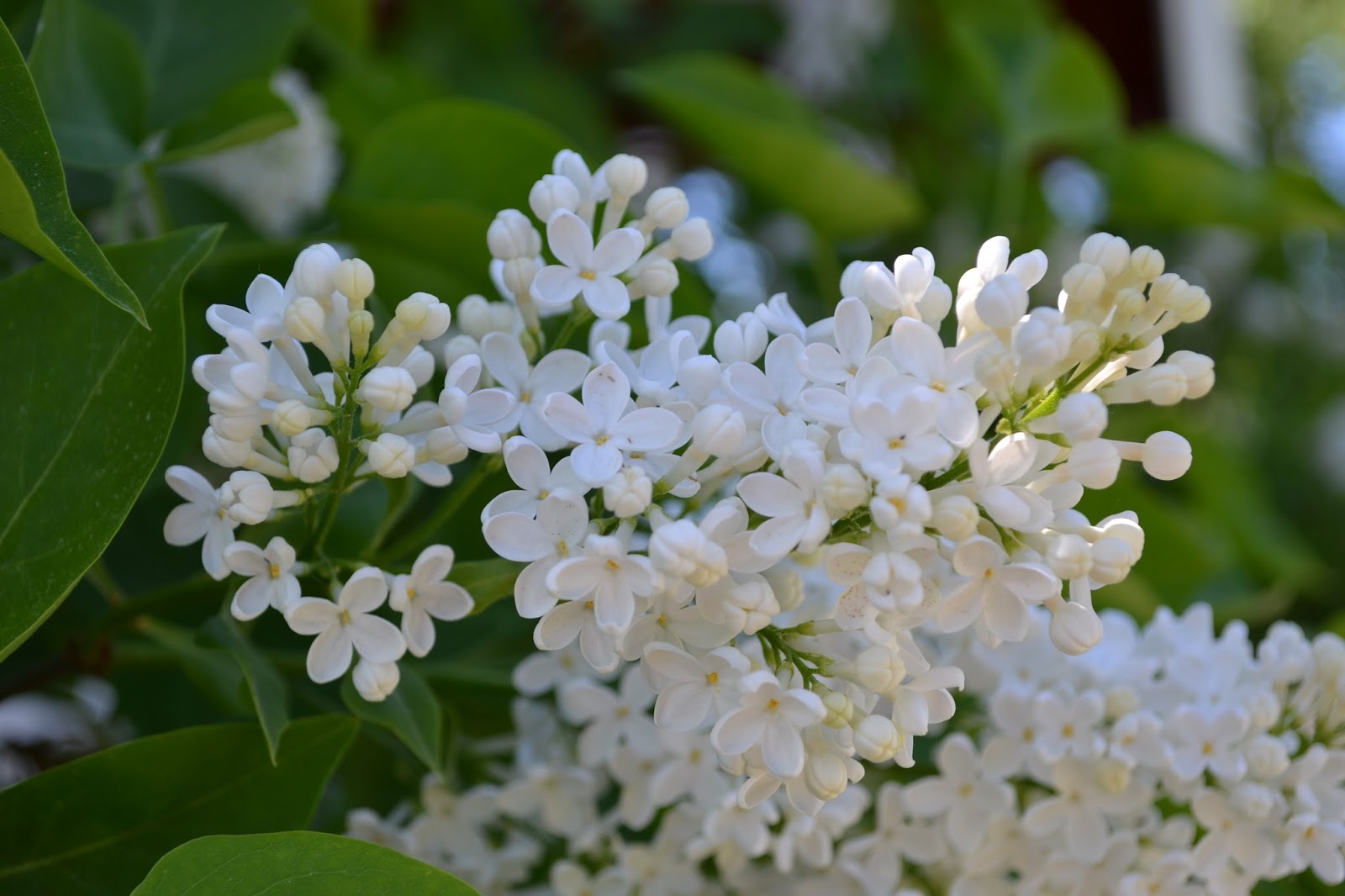 Søndagstanker - Pinse