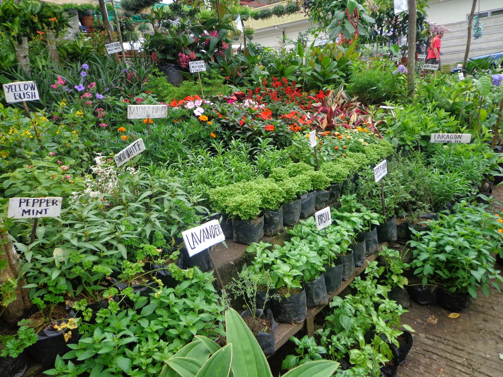 Violet Voyager: Tagaytay: A Quick Escape