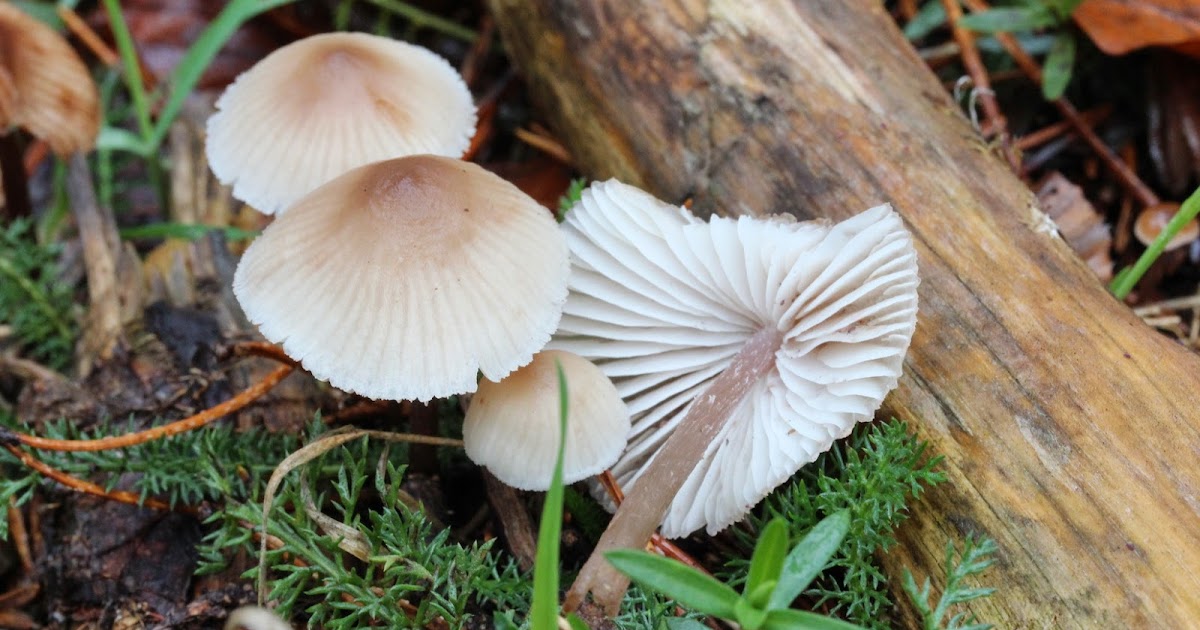 Guía de Setas y Hongos de Navarra.: Mycena zephirus (Fr ex Fr)Kum
