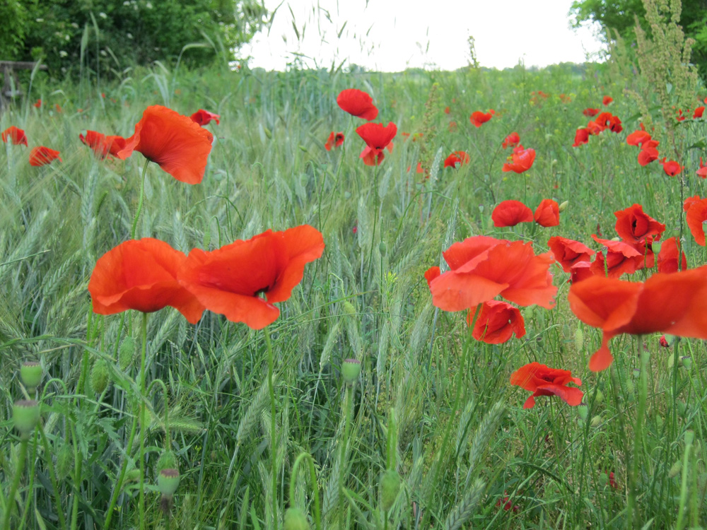 50 év felett: Pipacs