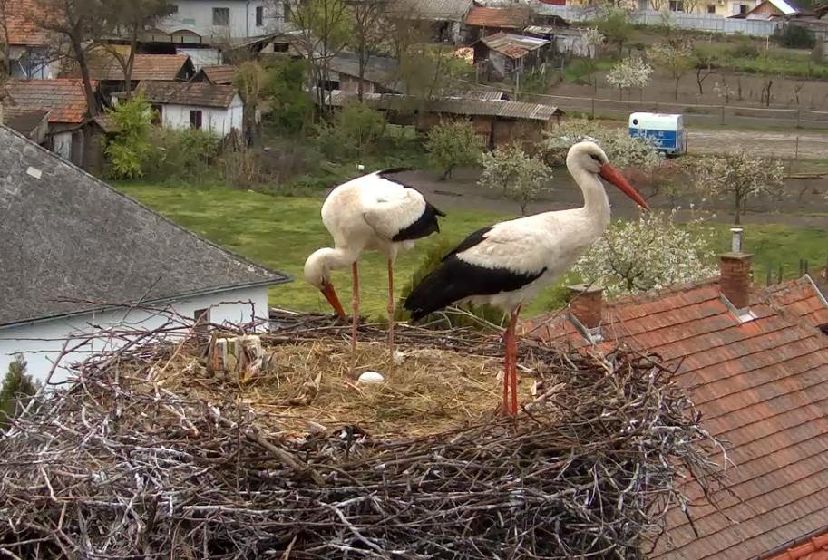 Wildlife Webcams: First egg for White Storks in Hungary too