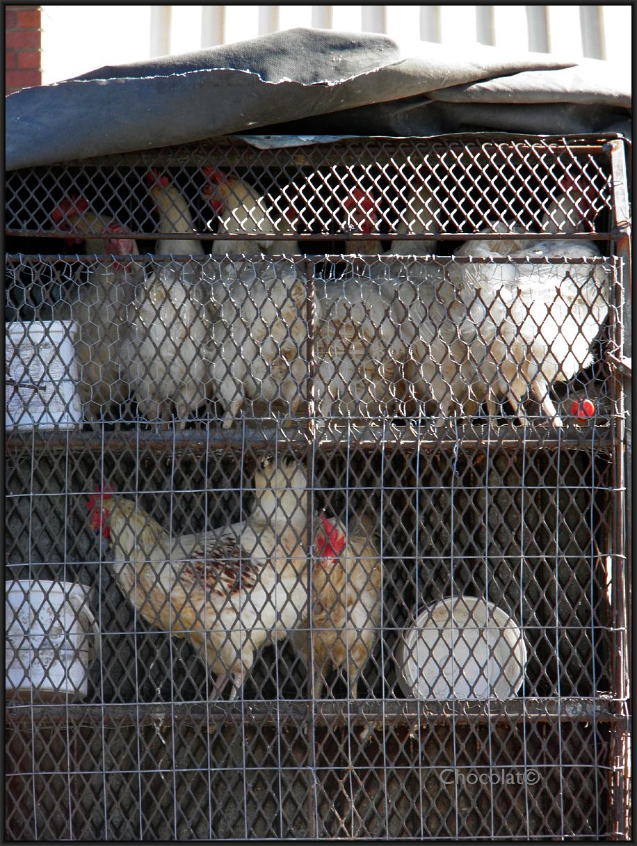 The Mdantsane Way: Inkuku - Fresh Chicken