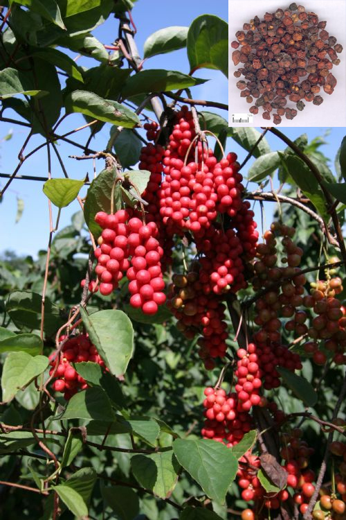 Schisandra fruit (Wuweizi)-Schisandra chinensis-Schizandra sphenanthera ...
