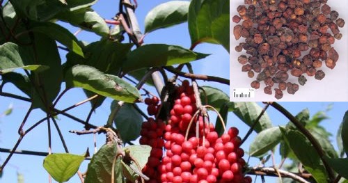 Schisandra fruit (Wuweizi)-Schisandra chinensis-Schizandra sphenanthera ...