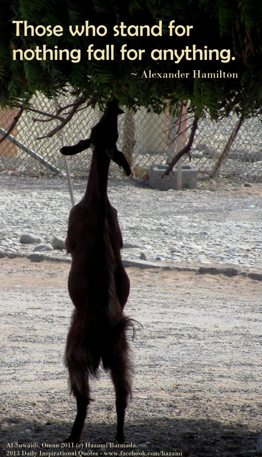 Goat Quotes. QuotesGram