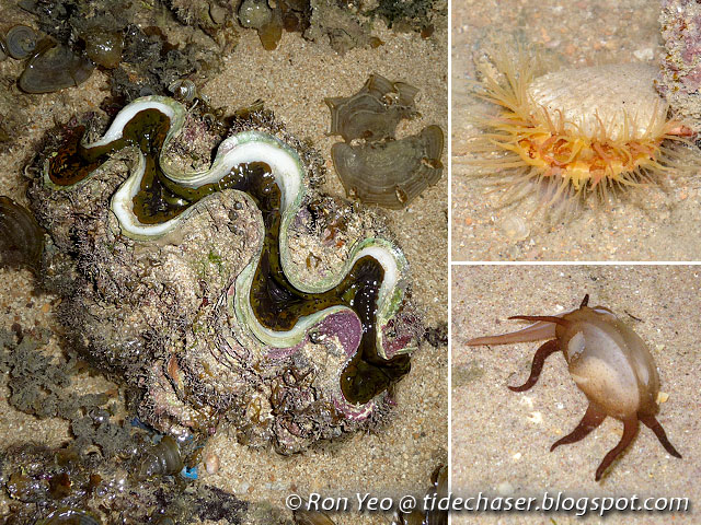 tHE tiDE cHAsER: Molluscs (Phylum Mollusca) of Singapore