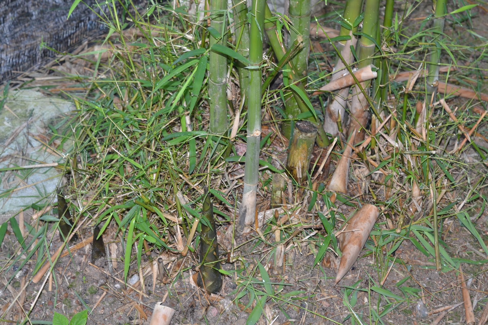 Hidup Yang KetentuanNYA: Pokok Buluh Madu Biar Kelihatan Bersih