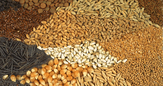 Selecting Seeds of Good Quality | Agriculture, Technology, and Business ...