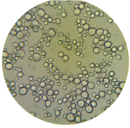 farmakognosi " AMYLUM MIKROSKOPIS ": Amylum Manihot