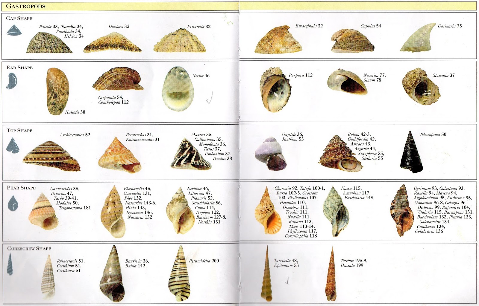 Shell Classification