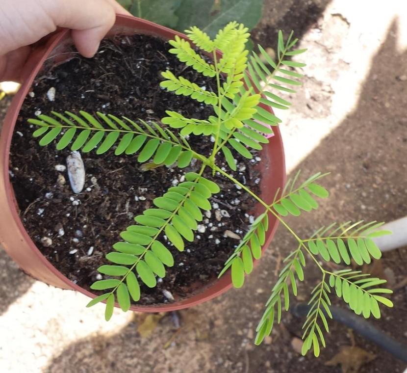 Los Árboles Poncianas