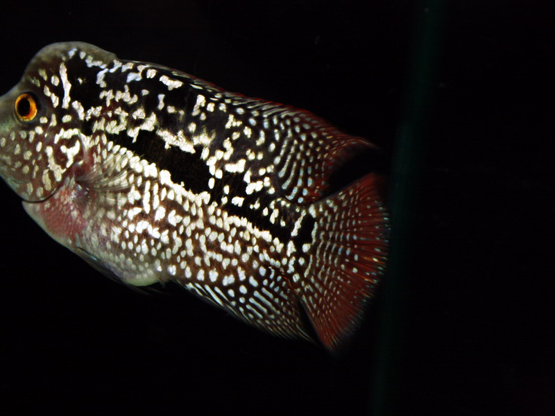 Flowerhorn The Hybrid Cichlids: Good King Kamfa?
