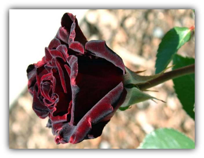 BEN TODICA: Trandafirul negru