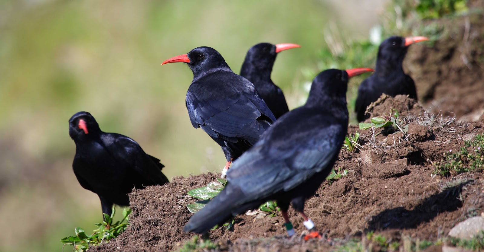 Wildlife in Cornwall: Cornish Chough (Pyrrhocorax pyyrrhocorax)