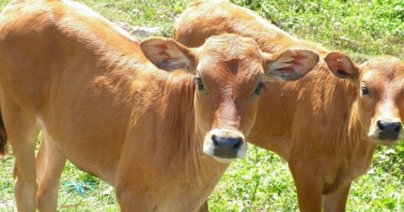 Keunggulan dan Kelemahan Teknik Embrio Transfer Dalam Budidaya Ternak Sapi