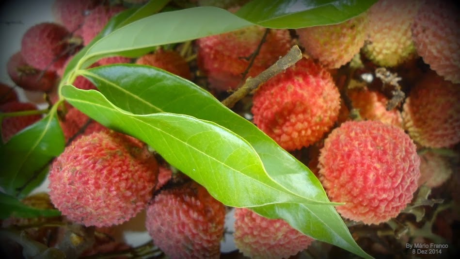 Meu Cantinho Verde: LICHIA - ( Litchi Chinensis )