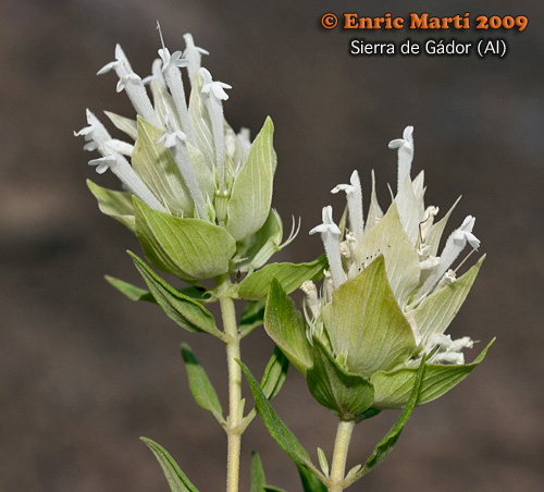 Labiatae: Thymus membranaceus - Flores Silvestres del Mediterráneo