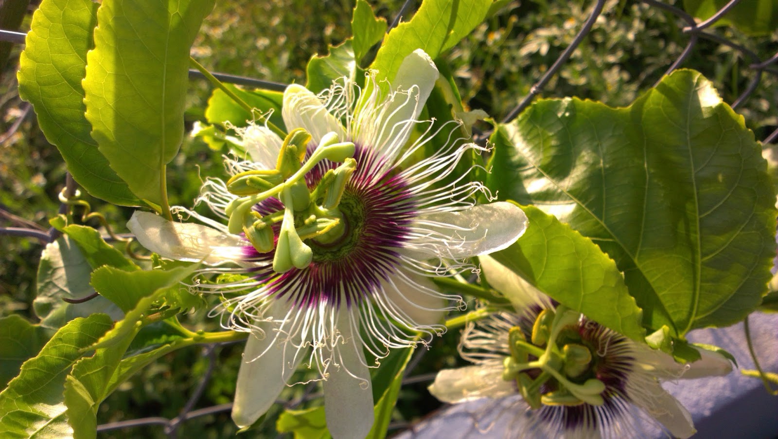 kebuntepipagar: Seindah Bunga Markisa yang Sedang Mekar