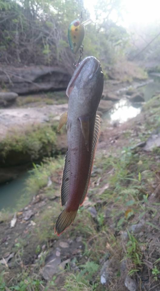 #mancing: Demam Casting Kocolan dan Kotes Alat UL