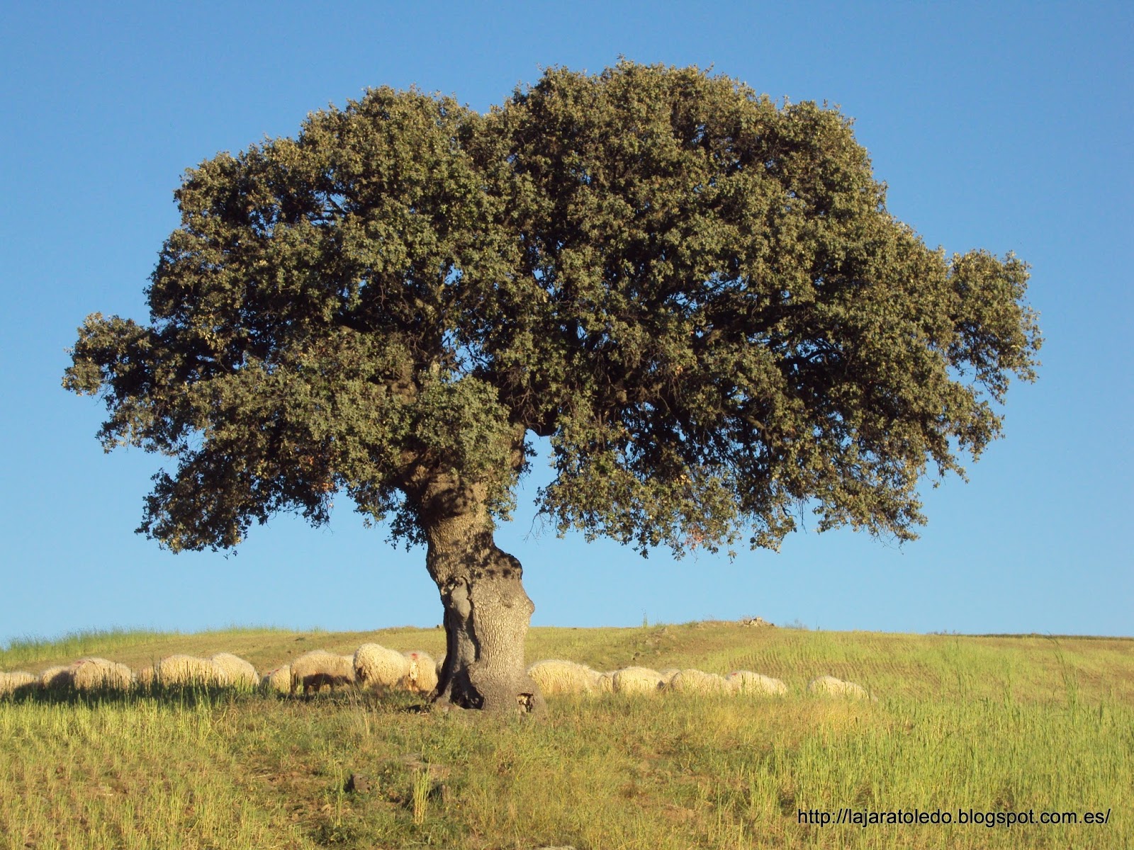 La Jara, surco y senda: La Encina