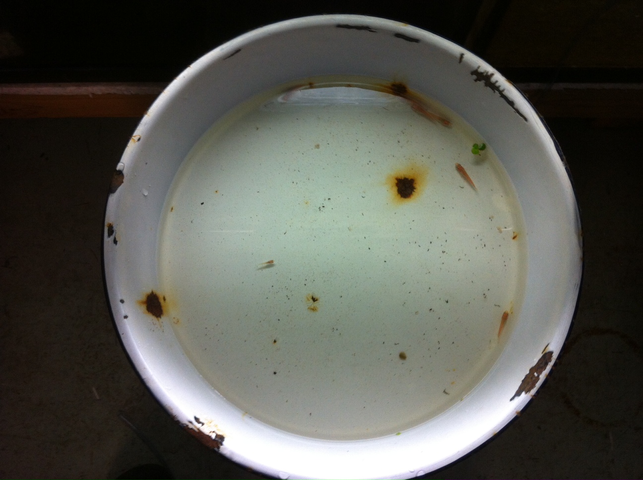 Goldfish Garage: A Two Car Fishroom: Gold Japanese Medaka Oryzias latipes