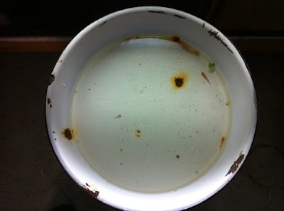 Goldfish Garage: A Two Car Fishroom: Gold Japanese Medaka Oryzias latipes