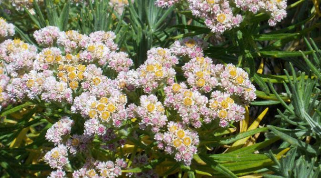 Bunga Edelweis Ungu Edelweis Edelweiss Boombastis Langka Fakta ...