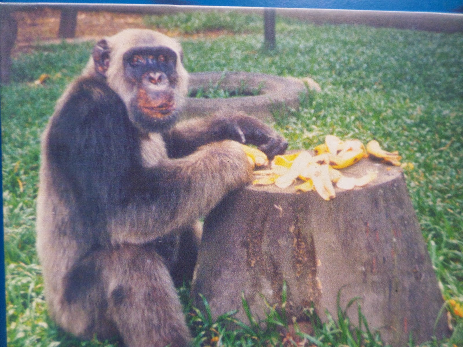 Bio Park Rj: Fotos do Macaco Tião