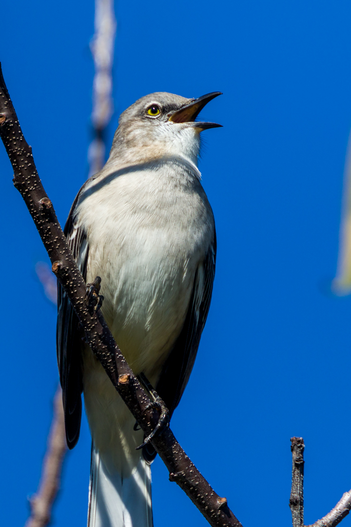 Coastal Virginia Wildlife Observatory: Gray Ghosts
