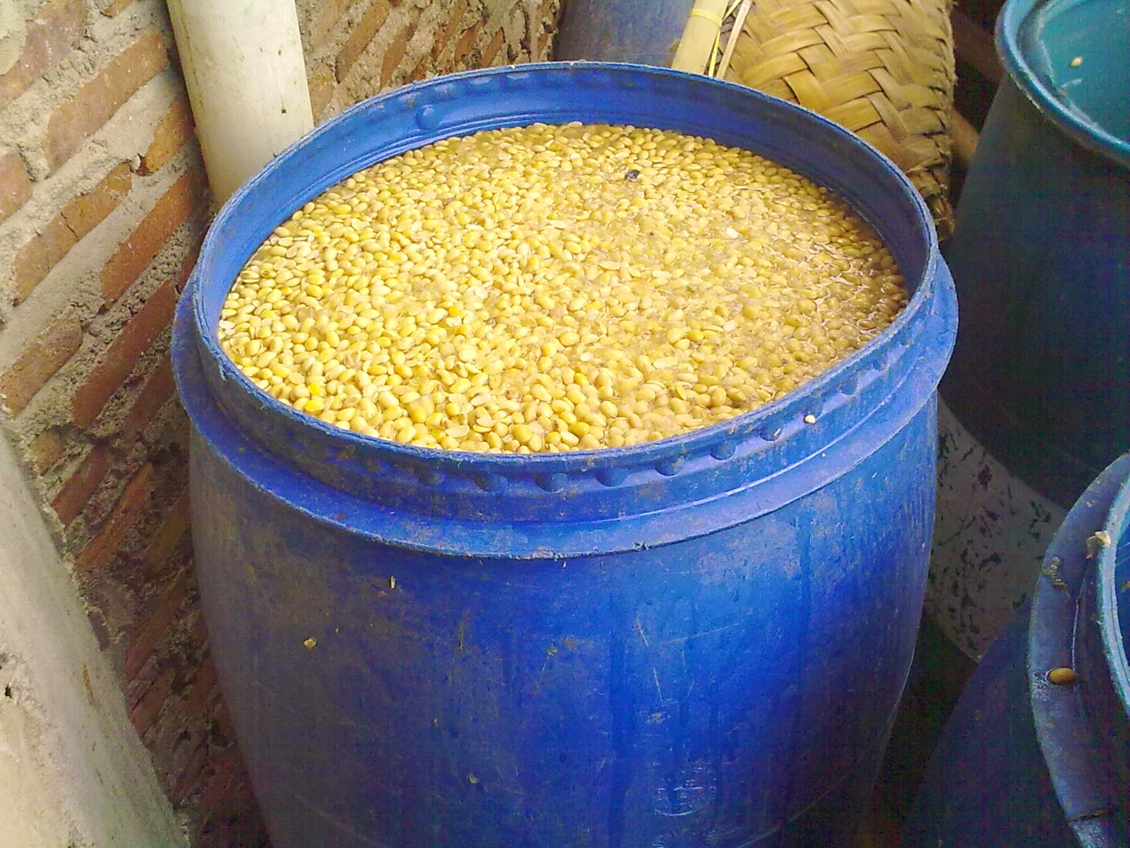 Proses Pembuatan Tempe ~ Desa Kupang Teba