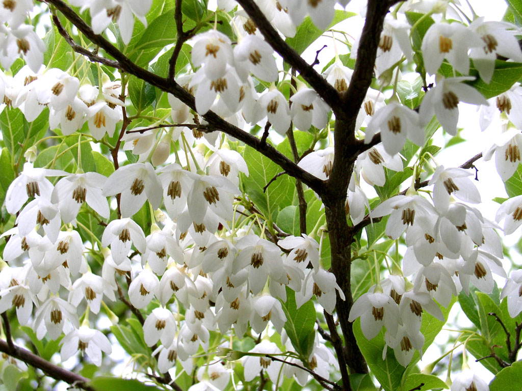 Nós, os Cachorros - No Japão: Plantas que Curam: BENJOIM - Styrax