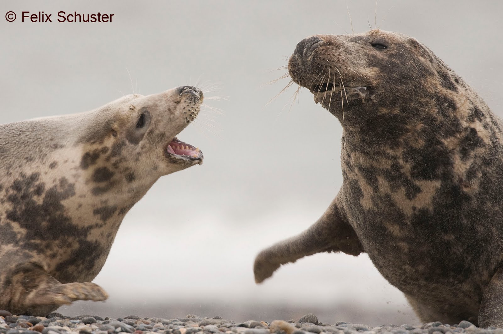 Nature Photography Spots: Already Mating