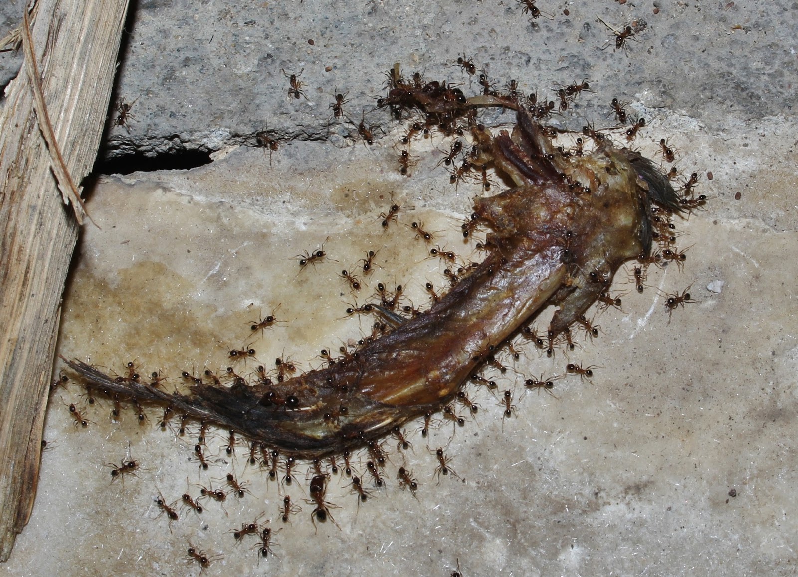 Biodiversity of Cyprus by NGO Protection of the Natural Heritage and ...