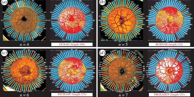 Helge Scherlund's eLearning News: A Single Cell Hints at a Solution to ...